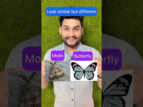Things that look similar but are different #learnenglish #english #grammar #ssc #education #idioms