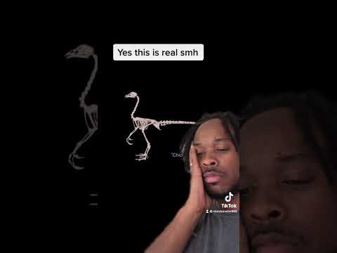 Worlds First chicken dinosaur