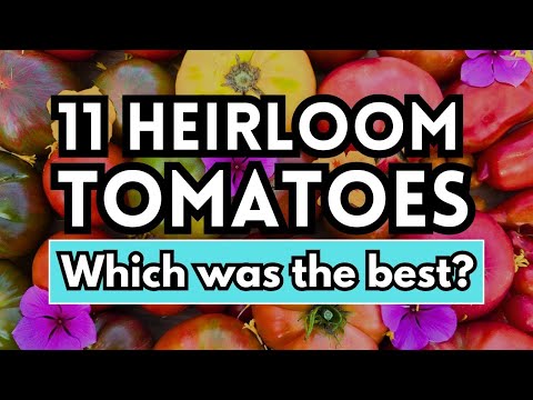 Review & Taste Testing 11 Unique Heirloom Tomato Varieties- Which is the best?