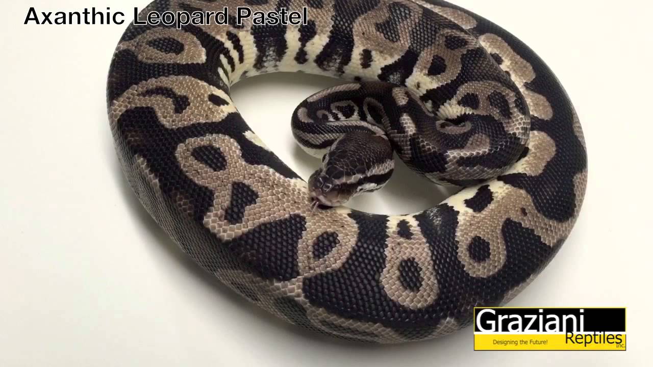 Axanthic Leopard Pastel (available)