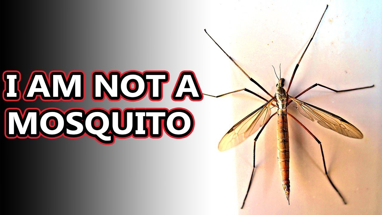 Crane Fly facts: they can't harm you! | Animal Fact Files