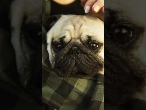 Are Dogs Really Color-Blind? #shorts