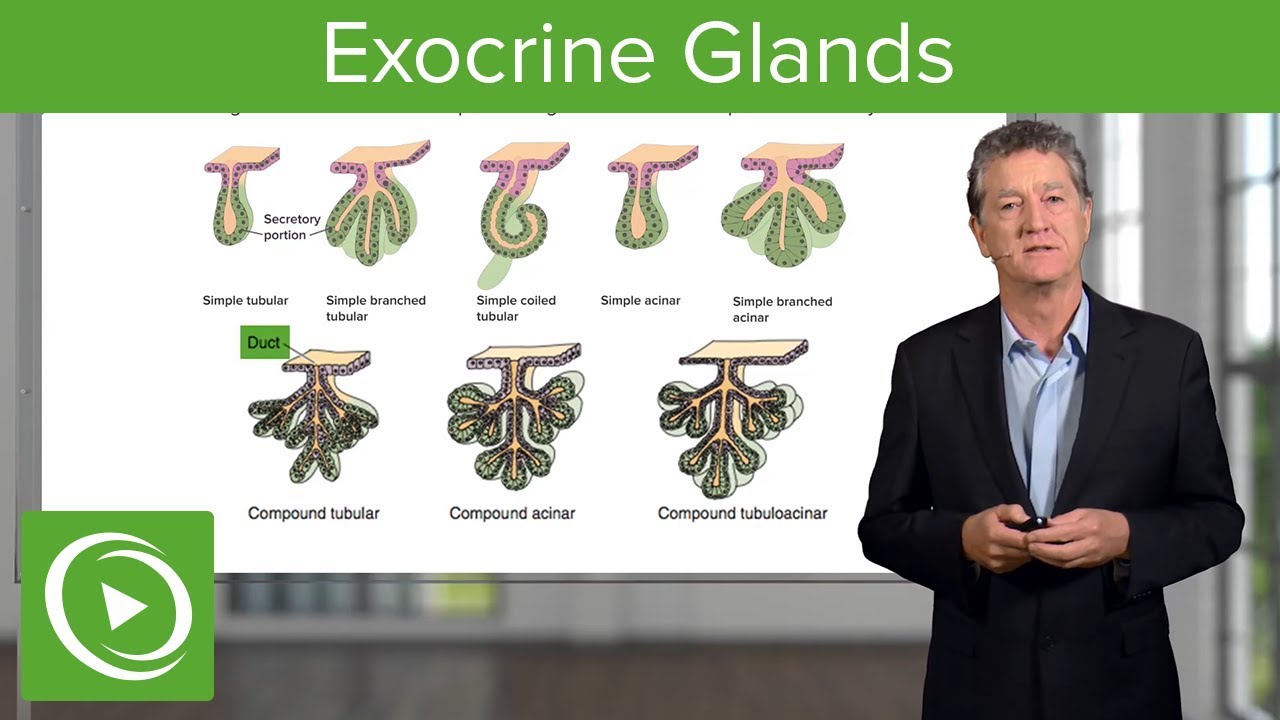 Exocrine Glands – Histology | Lecturio