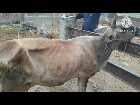 چیچڑوں کا بخار|thelleria|babesia|ticks|ectoparasites|redwater|feedoffanimals|protozoal disease|anapl