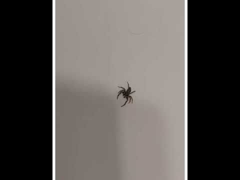 Is Spider an insect?
