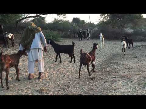 Goats style at farm village life