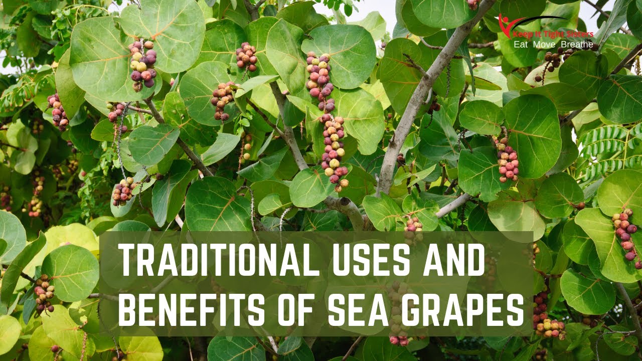 Traditional Uses and Benefits of Sea Grapes