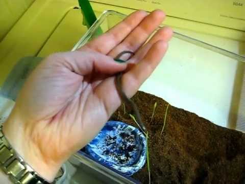Nagaraja - My Smooth Earth Snake