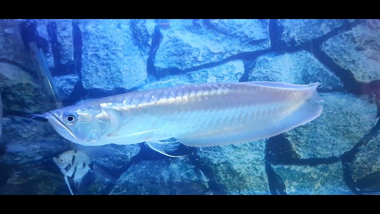 flying fish#brazil#arowana