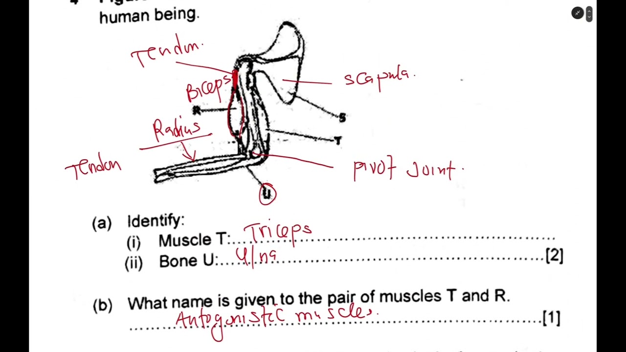 BIOLOGY -SKELETAL SYSTEM | EXAM QUESTIONS | THE DIGITAL TUTOR