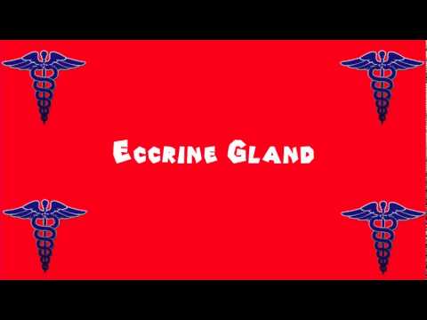 Pronounce Medical Words ― Eccrine Gland