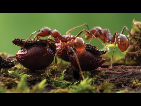 How Ants Change Our Forests | North Carolina, Naturally