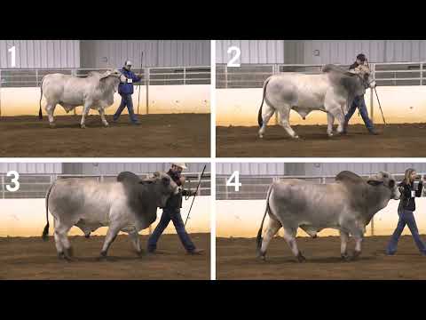 4-H Cattle Judging: Example 1- Performance Brahman Bulls