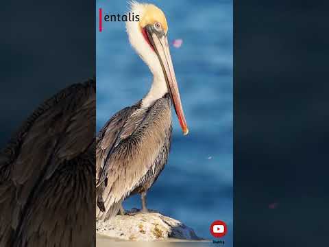 Everything about Barbados #11 #barbados