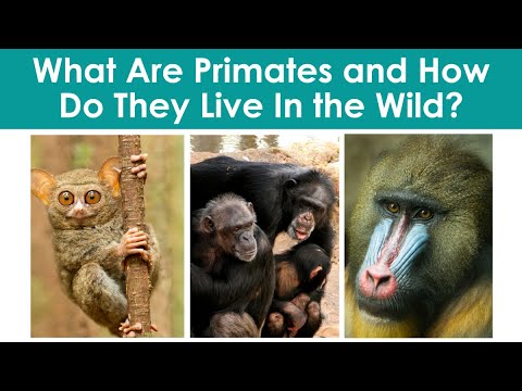 What Are Primates and How Do They Live In The Wild? : Part 2