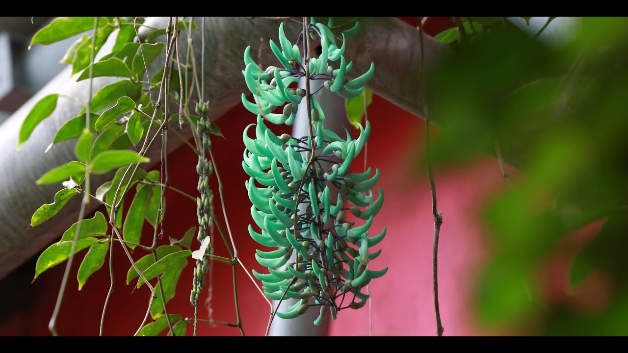 Jade vine growing at the Eden Project