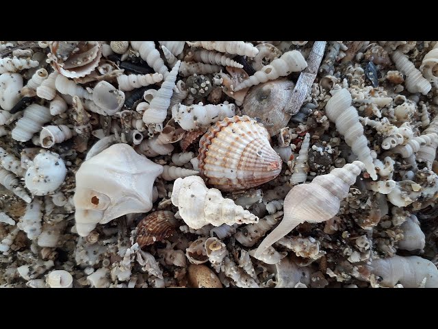 Schelpen zoeken Kefalonia, Griekenland - Ze zijn er echt!