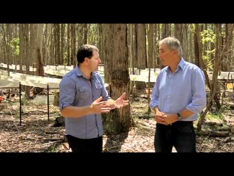 2 Forests' role in the carbon equation
