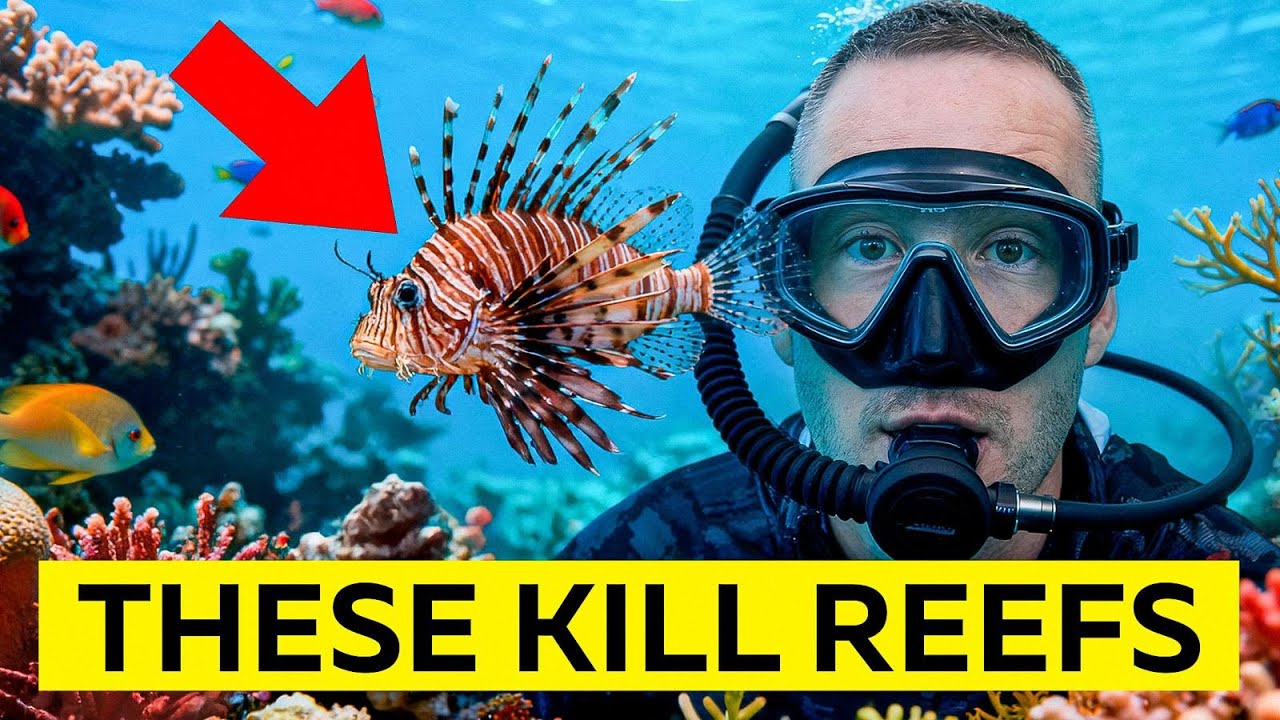 The ULTIMATE Belize Diving Adventure