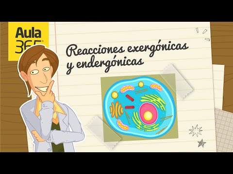 Aula365 - Reacciones exergonicas y endergonicas - Video