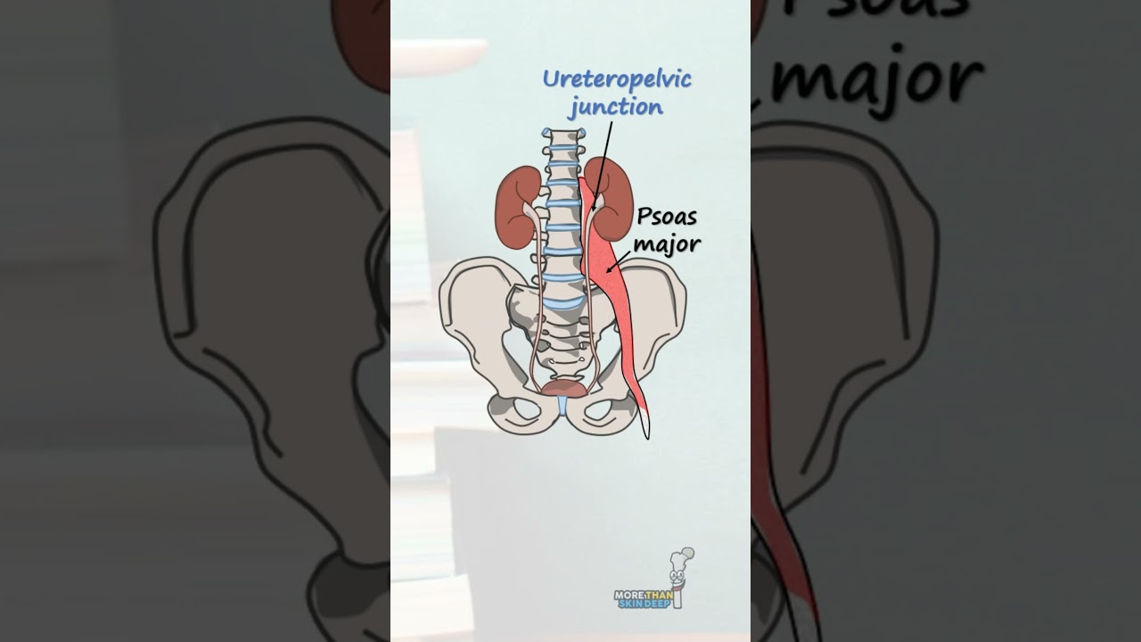 Anatomy of the Ureters
