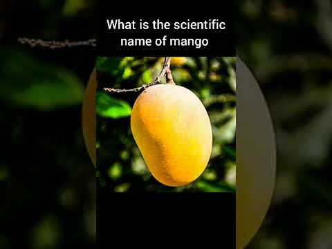 || Scientific name of Mango || #facts