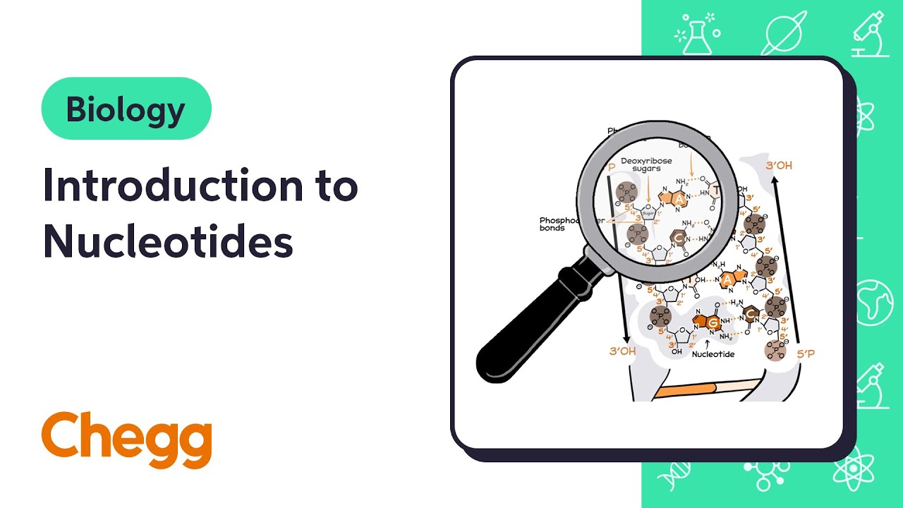 Introduction to Nucleotides | Introduction to Biology