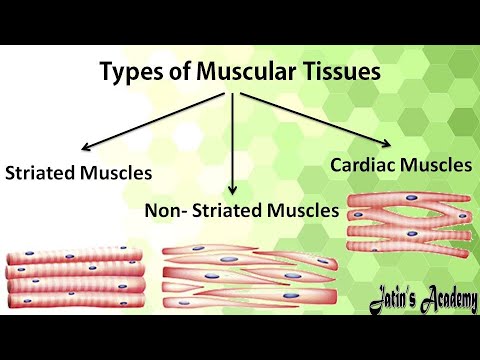 What is Muscular tissue and types of muscular tissues Striated, un-striated and cardiac muscles