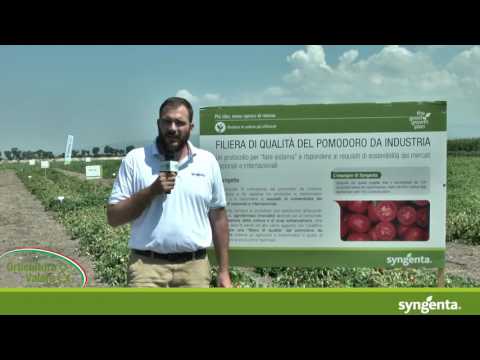 Orticoltura & Valore Roadshow 2016 - GGP e filiera di qualità pomodoro da industria