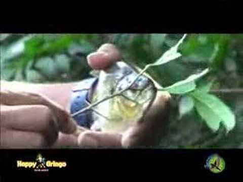 New dwarf manatee species discovered in the Brazilian Amazon | Dear ...