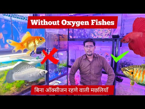 Without Oxygen fish || बिना ऑक्सीजन रहनेवाली मछली || Fish That Can Live Without Oxygen 🐟