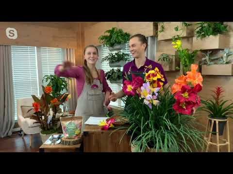 Roberta's 4-pc Reblooming Large Bloom Daylilies Live Bulbs on QVC