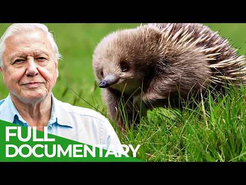 David Attenborough Presents: Tasmania - Weird & Wonderful | Free Documentary Nature