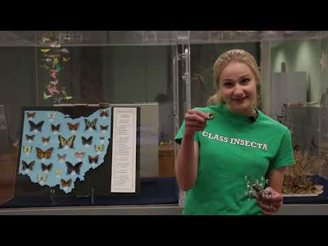 How Scientists Use Insect Collections (Katherine Neisham)