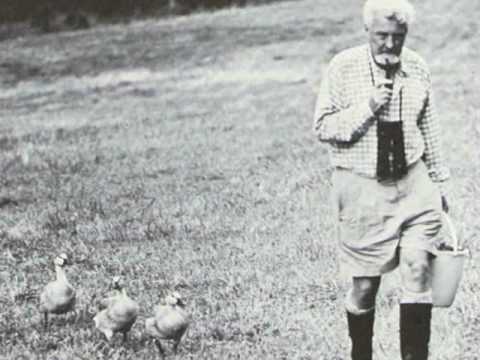 Konrad Lorenz Experiment with Geese