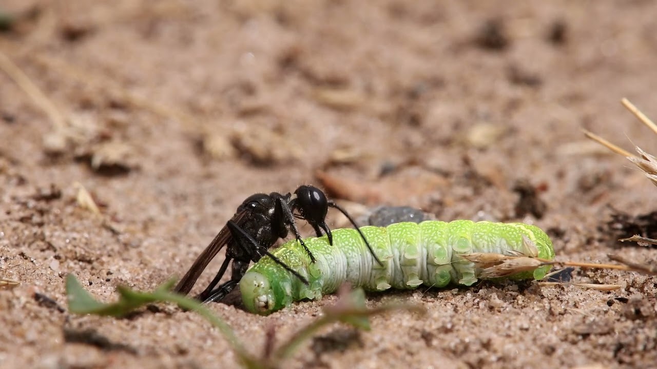 Sand Wasp part 2