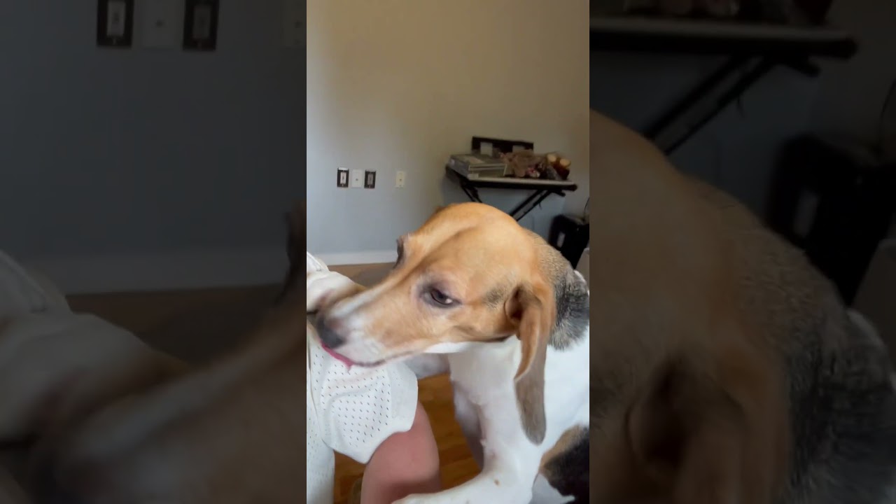Needy Beagle licking owner