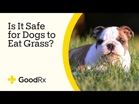 Why Do Dogs Eat Grass, and Is It Safe? | GoodRx