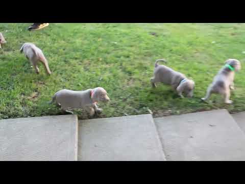 Silver Labrador Retriever Puppies For Sale
