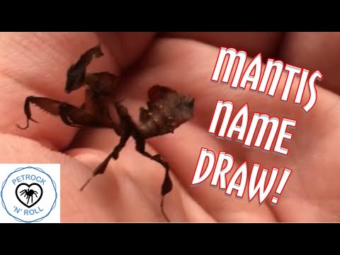Ghost Mantis Name Draw! What will it be called??