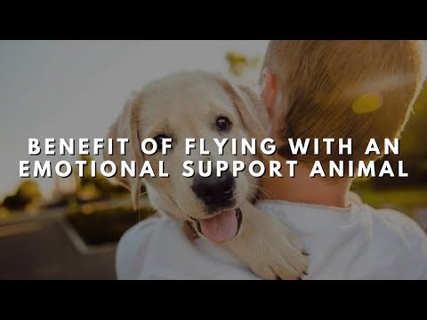 Benefits of emotional support animals on planes “all you need to know”