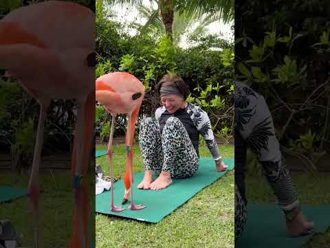 Flamingo Starts Dancing in Circles During Yoga Session
