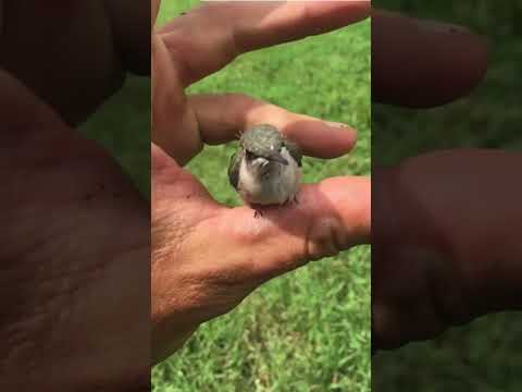 Amazing Baby Hummingbird Rescue!