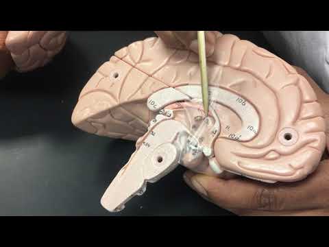 The brain