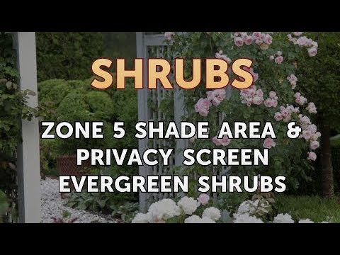 Zone 5 Shade Area & Privacy Screen Evergreen Shrubs
