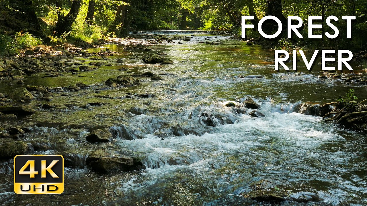 Forest River - Stream Sounds for Sleeping - No Birds - Relaxing Nature Video - Water Flowing 10 Hour