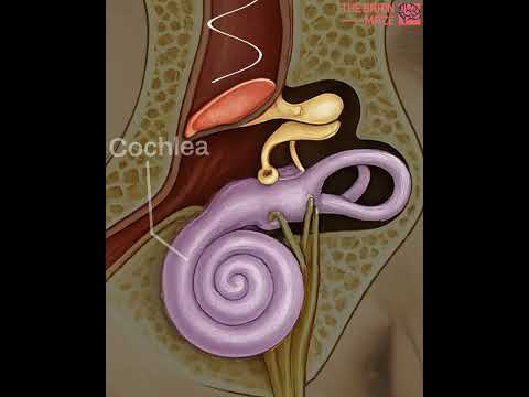 How Do We Hear?