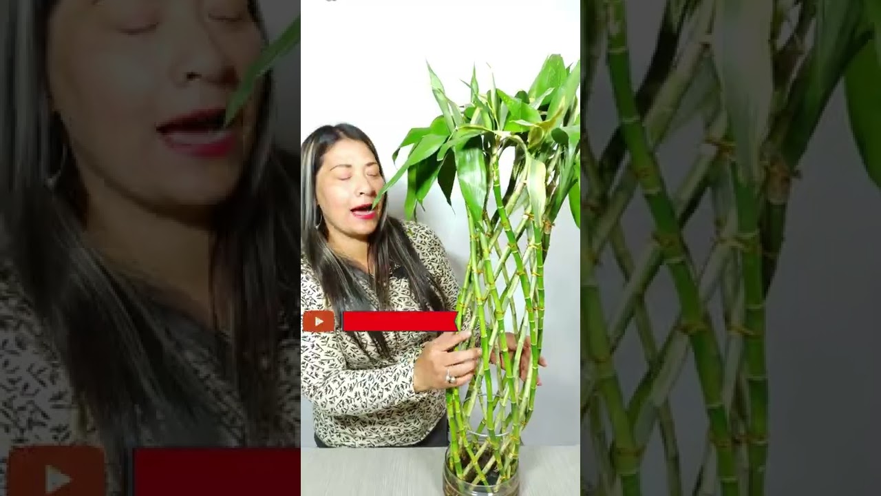 Grow bamboo differently