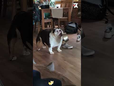 #funny #youtube #dog