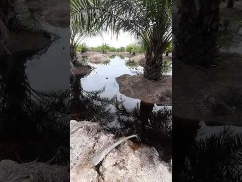 Saat Banjir Tiba Buaya Muara Mulai Muncul Di Kebun Sawit Dan Kebun Sawit Tidak Bisa Di Panen‼️